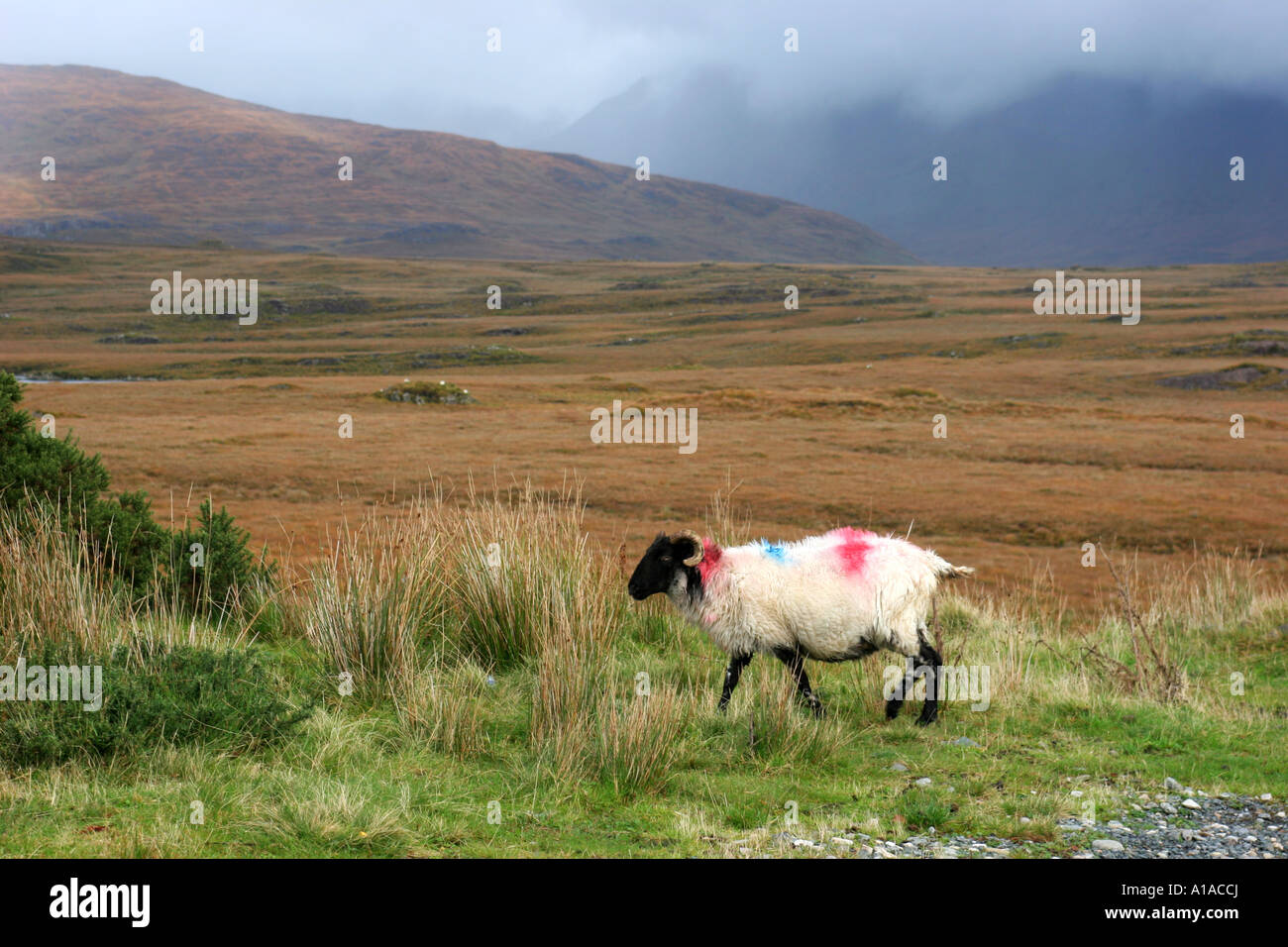 Sheep in Connemara National Park , Connacht , Ireland , Europe Stock ...