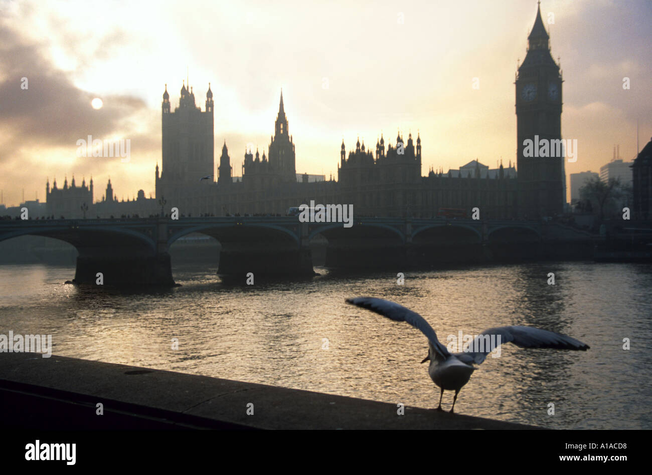 Parliament and Seagull London Stock Photo - Alamy