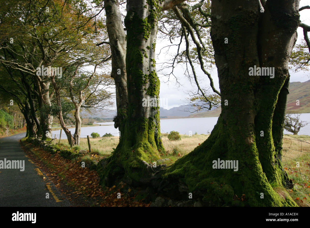 Trees at lake in Connemara National Park , Connacht , Ireland , Europe ...