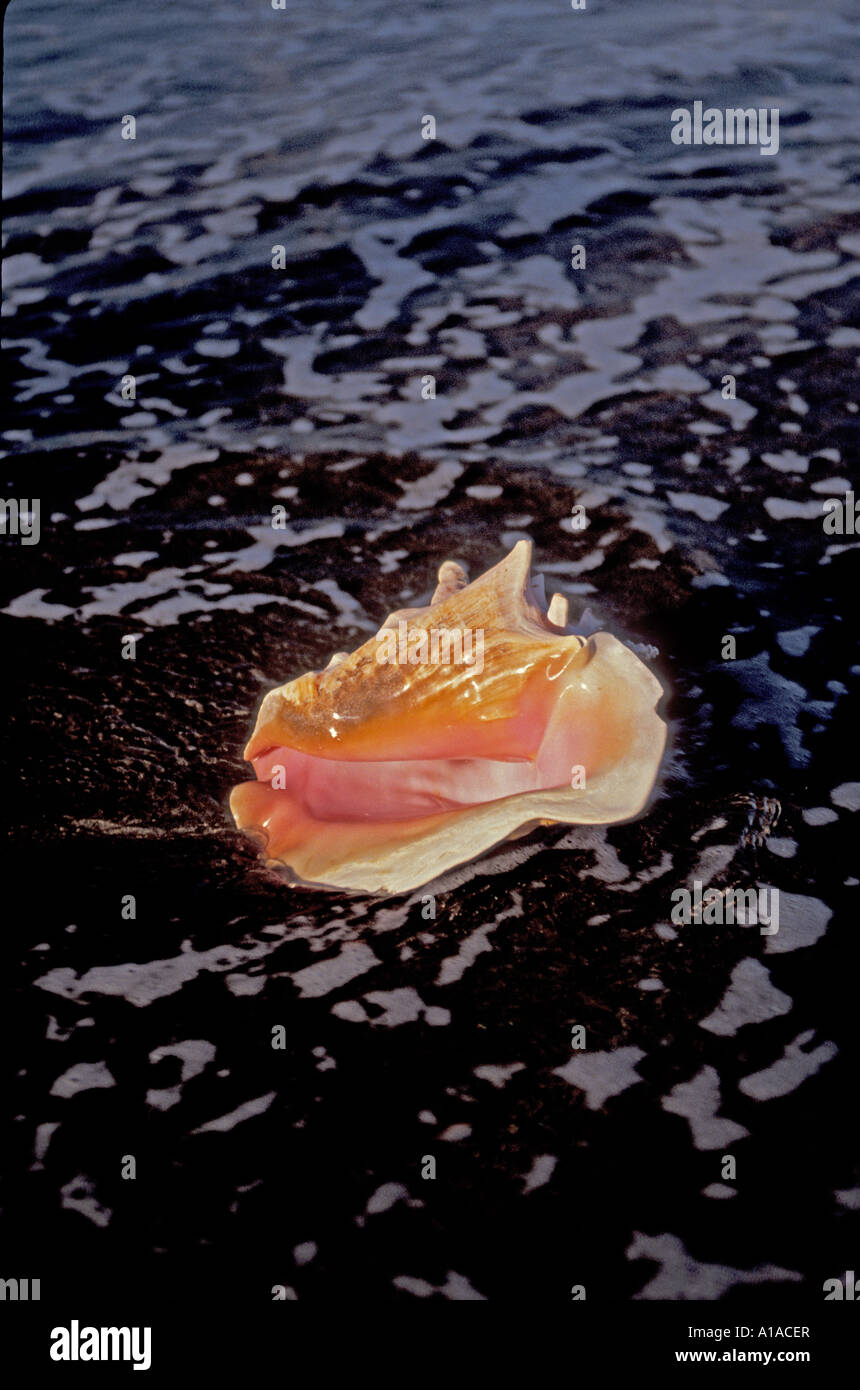 St Lucia conch shell on black sand beach Saint Lucia Stock Photo - Alamy