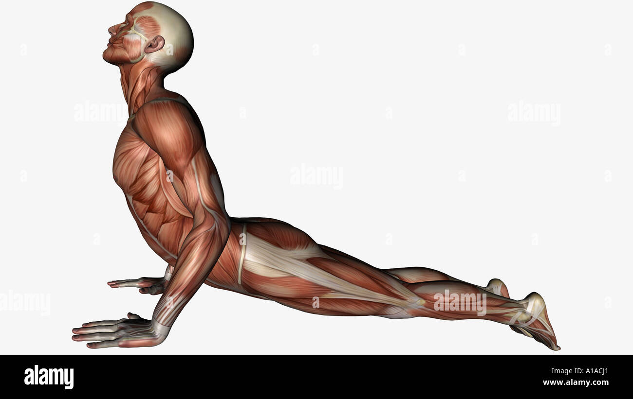Male anatomy position hi-res stock photography and images - Alamy