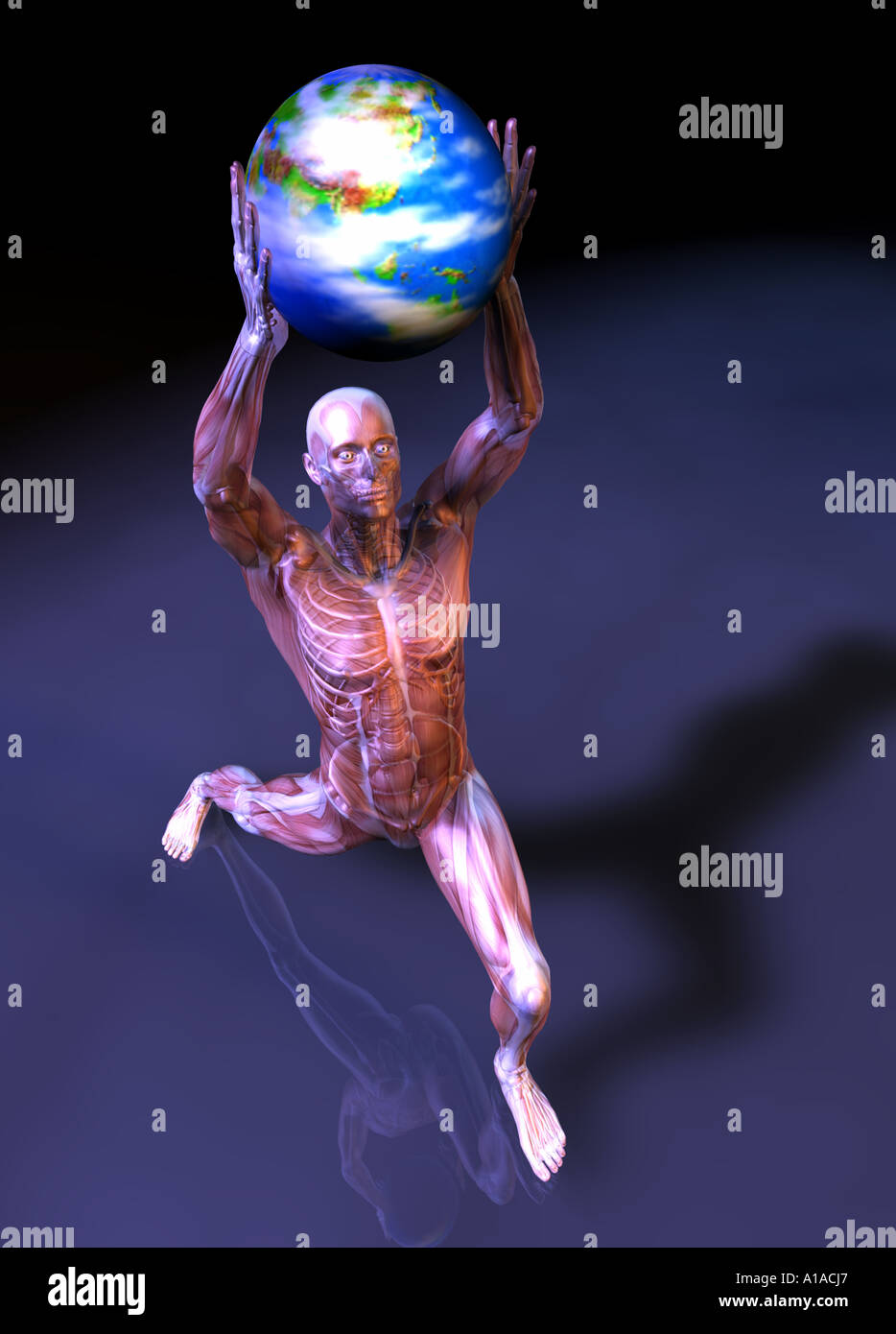 Anatomical illustration of musculature of male holding the earth in a ...