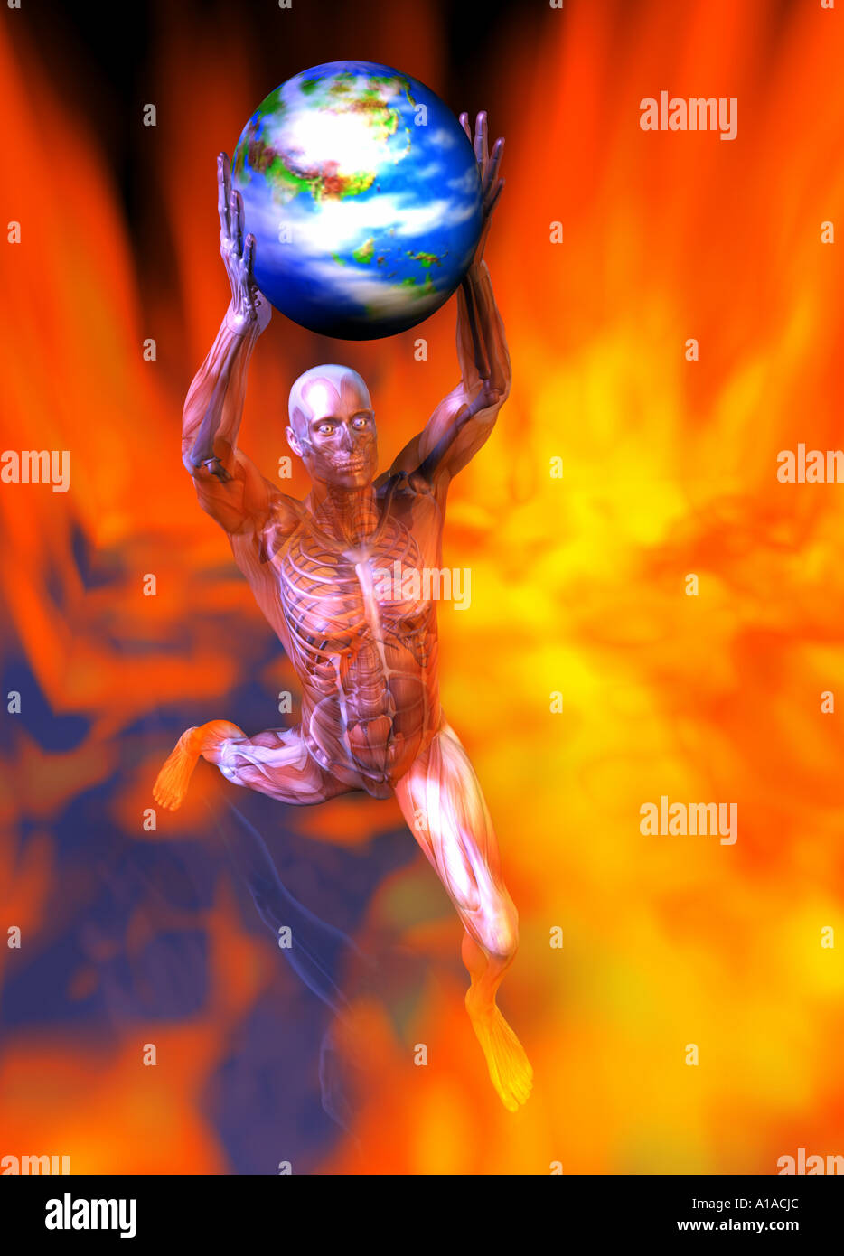 Anatomical illustration of musculature of male holding the earth in a ...