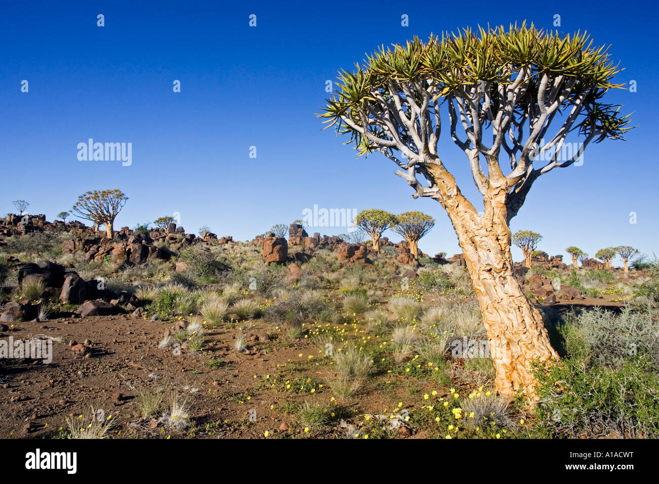 Quiver trees (Aloe dichotoma), Quiver tree forest Garaspark ...