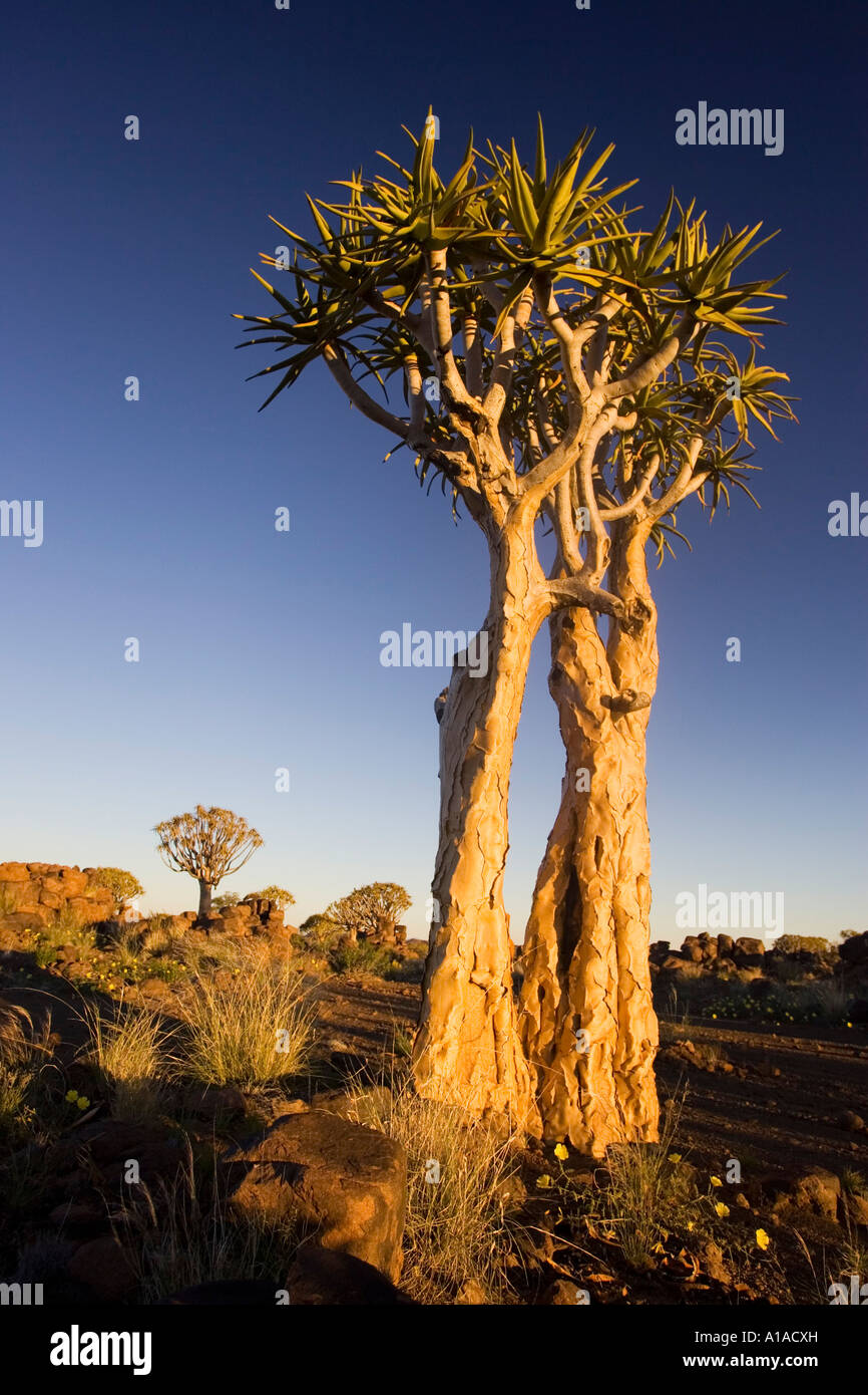 Quiver trees (Aloe dichotoma), Quiver tree forest Garaspark ...