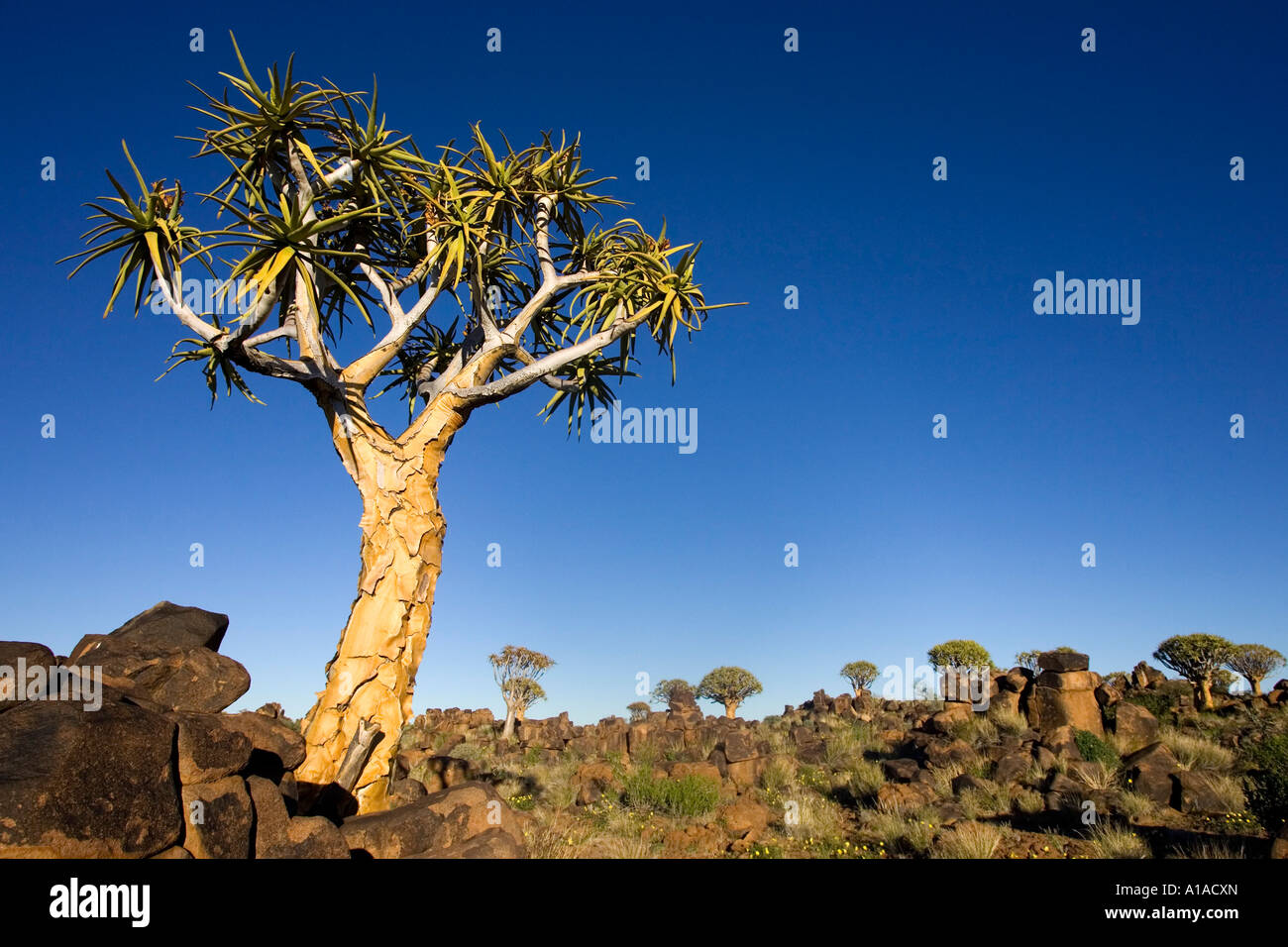 Quiver trees (Aloe dichotoma), Quiver tree forest Garaspark ...