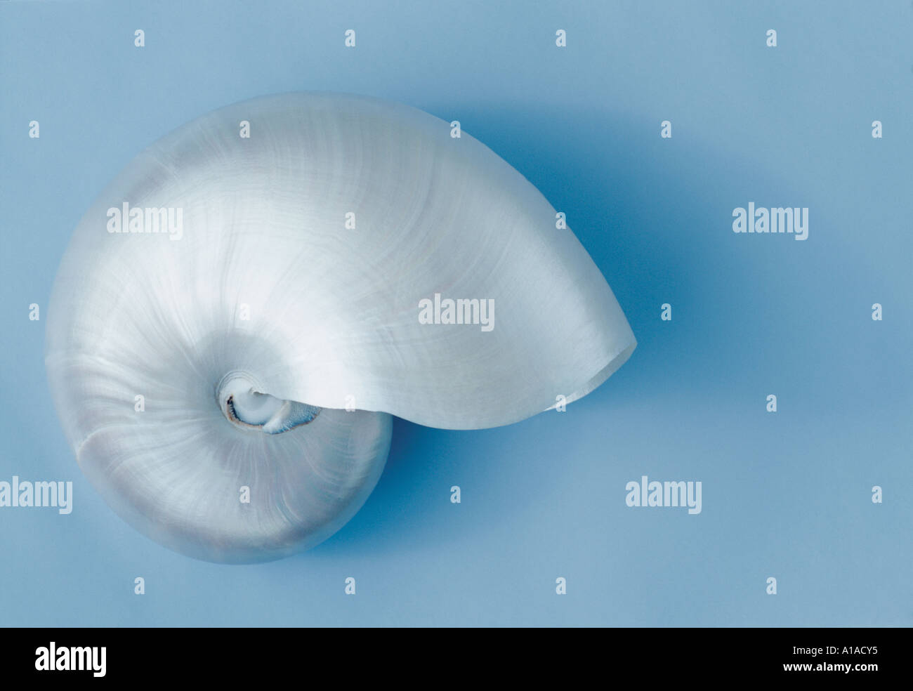 Shiny shell hi-res stock photography and images - Alamy