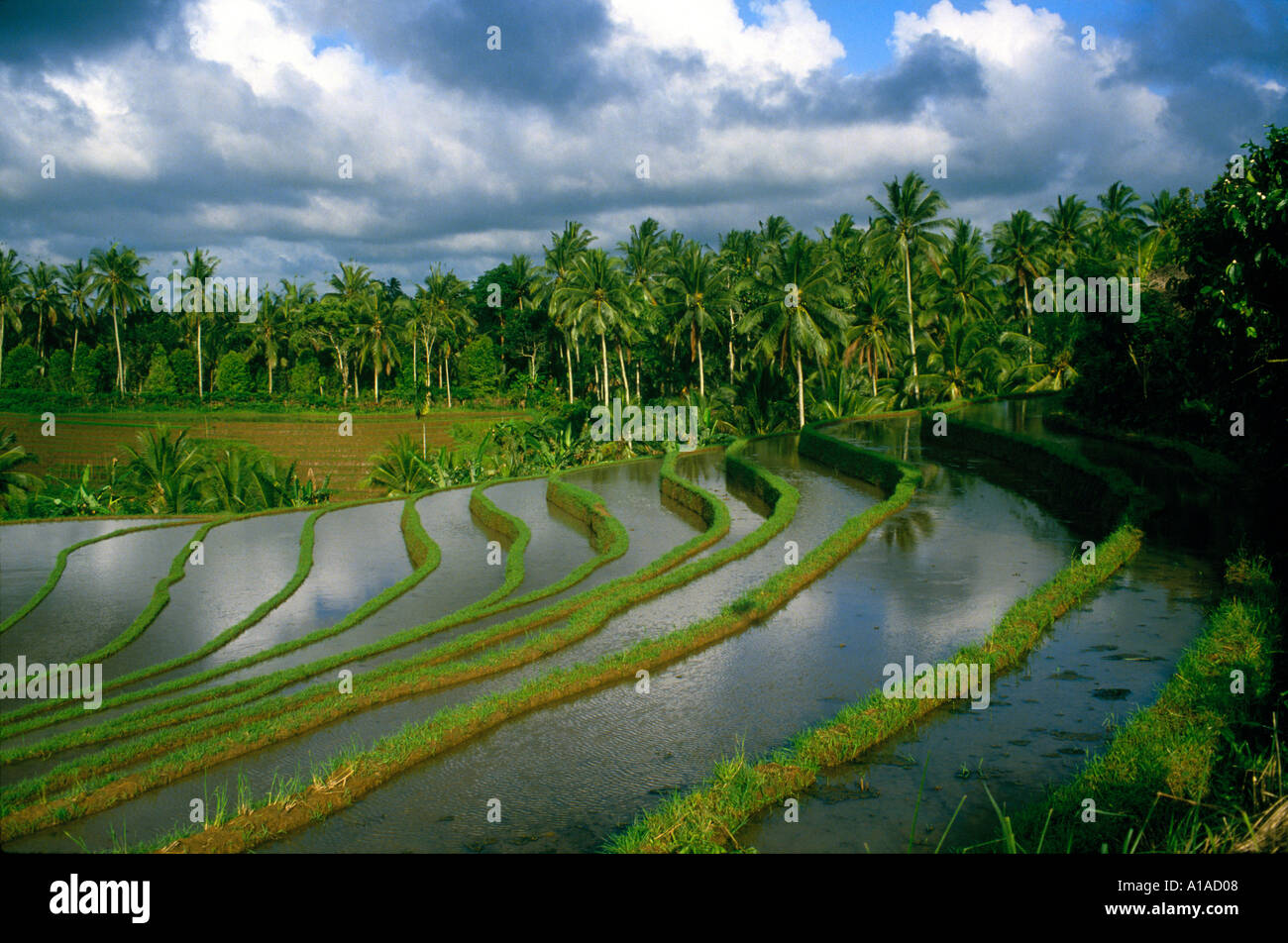 Jungle paddy fields hi-res stock photography and images - Alamy