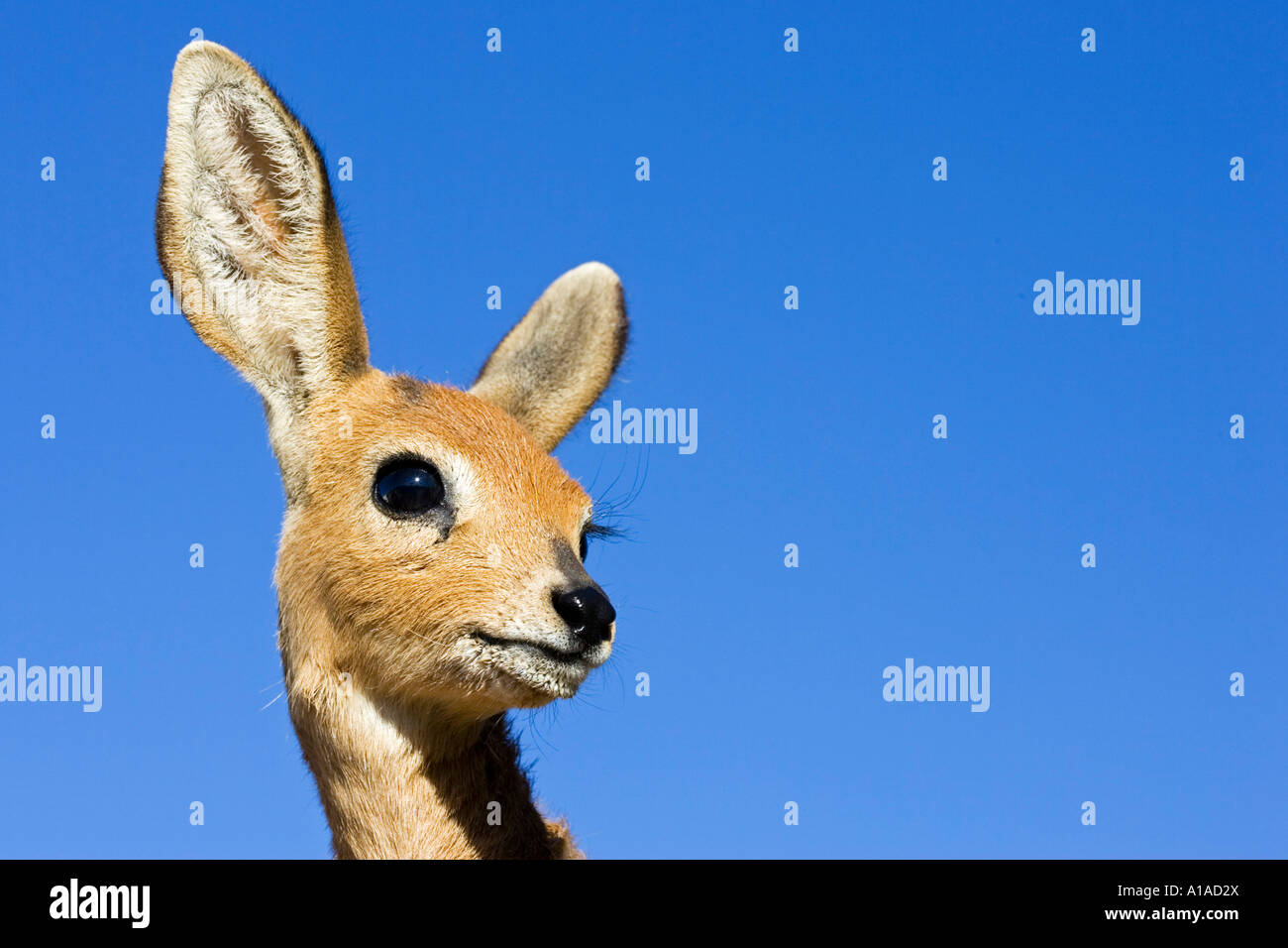 Young steenbok, Namibia, Africa Stock Photo - Alamy