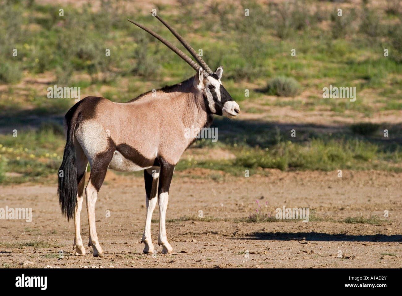 Gemsbok or oryx Kgalagadi Transfrontier Park, Kalahari Gemsbok Park ...