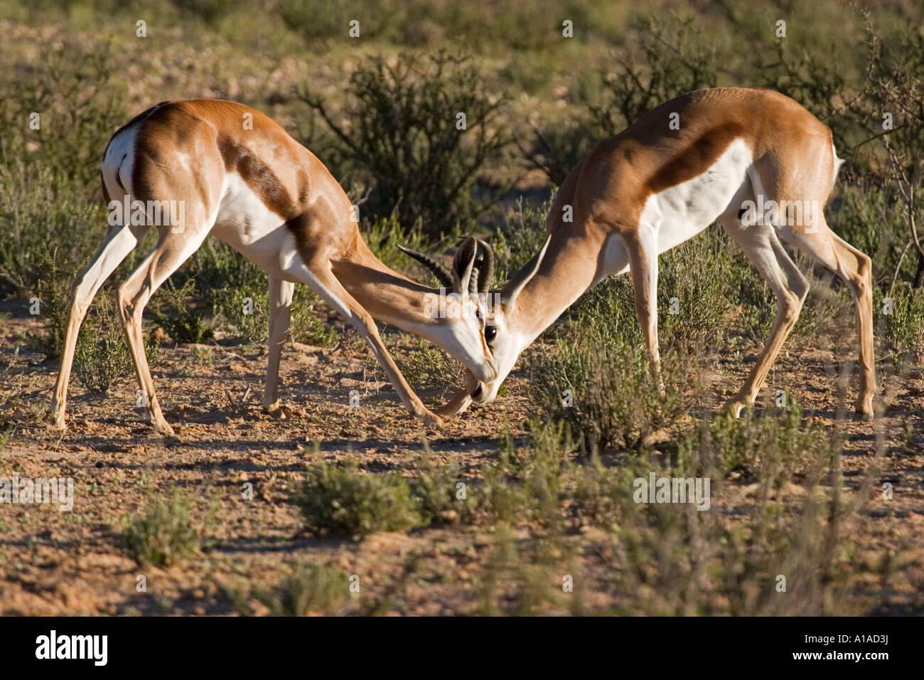 Fighting springboks Kgalagadi Transfrontier Park, Kalahari Gemsbok Park ...