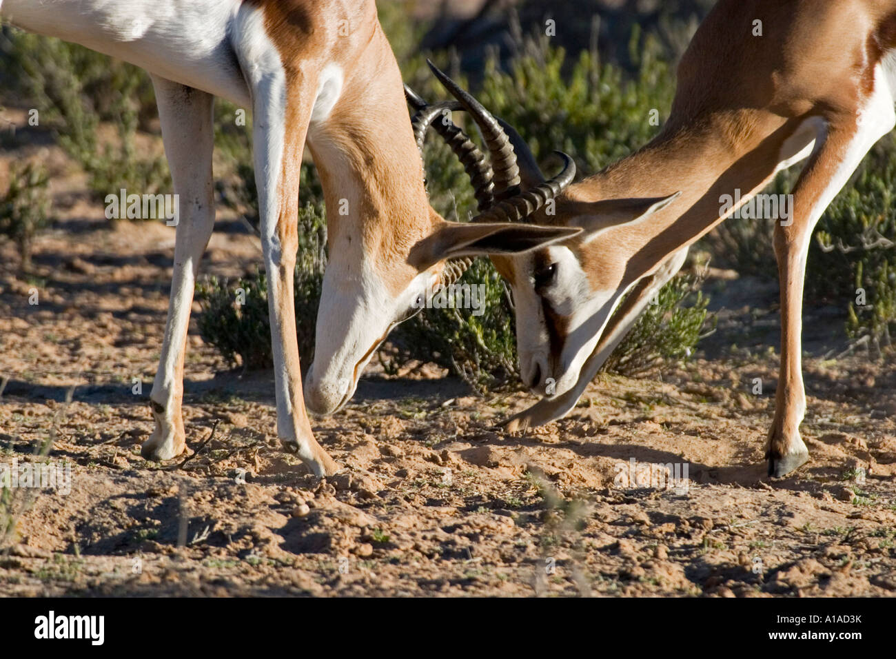 Fighting springboks, Kgalagadi Transfrontier Park, Kalahari Gemsbok ...