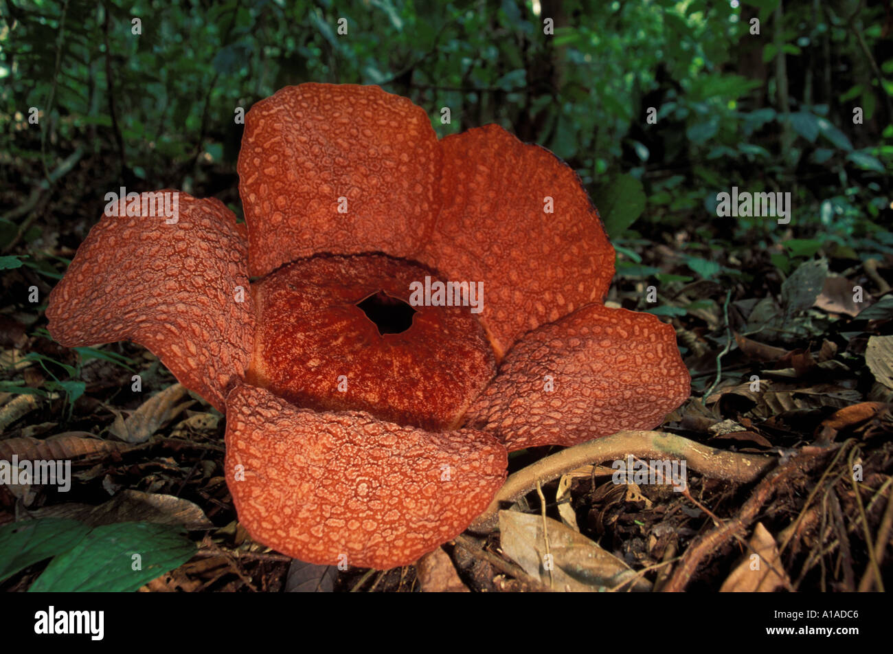Rafflesia Seeds
