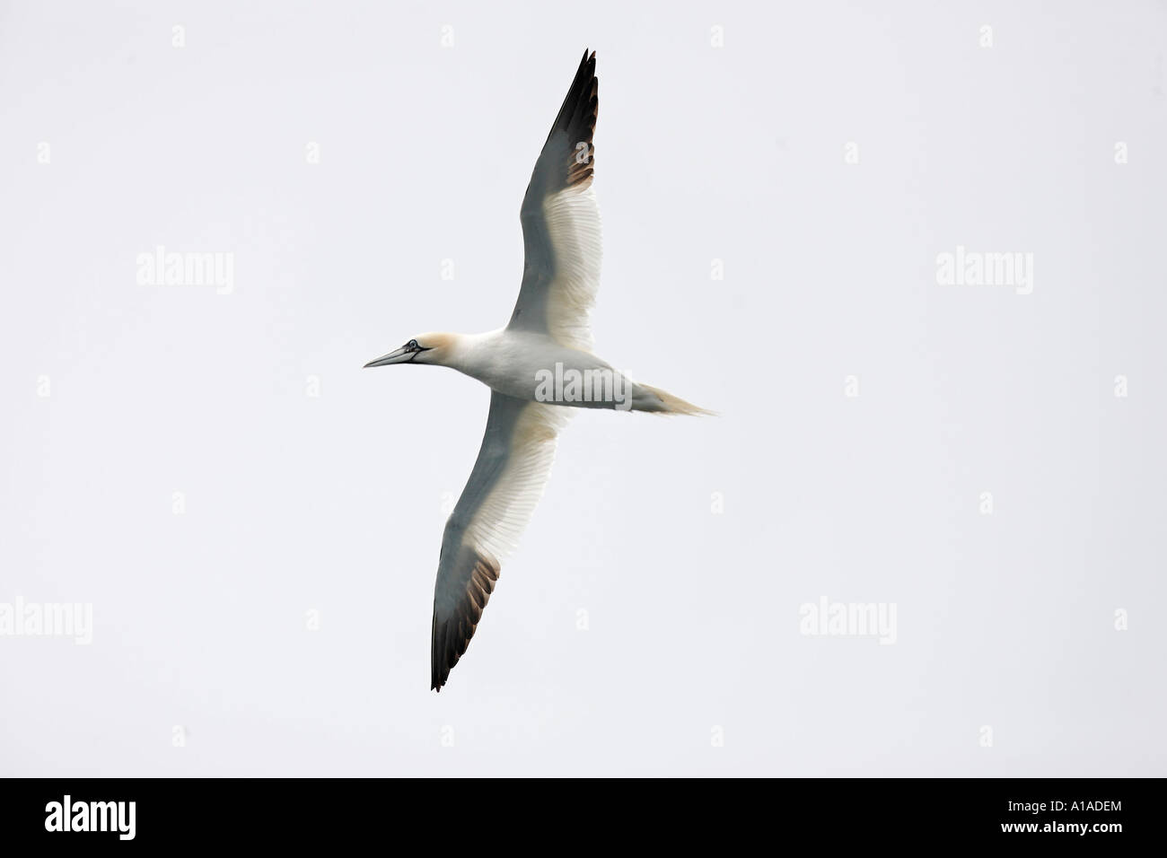 Gannet flying (Sula bassana) Saltee Islands, Ireland Stock Photo - Alamy