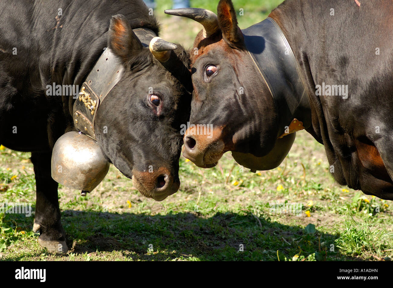 Header, Combat of queens, Swiss cow fighting, Aproz, Valais ...