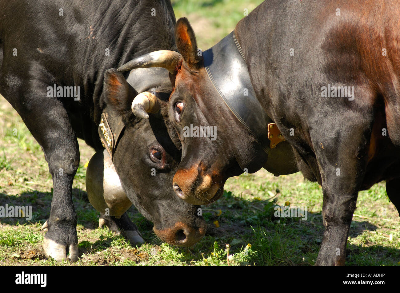 Combat of queens, Swiss cow fighting, Aproz, Valais, Switzerland Stock ...