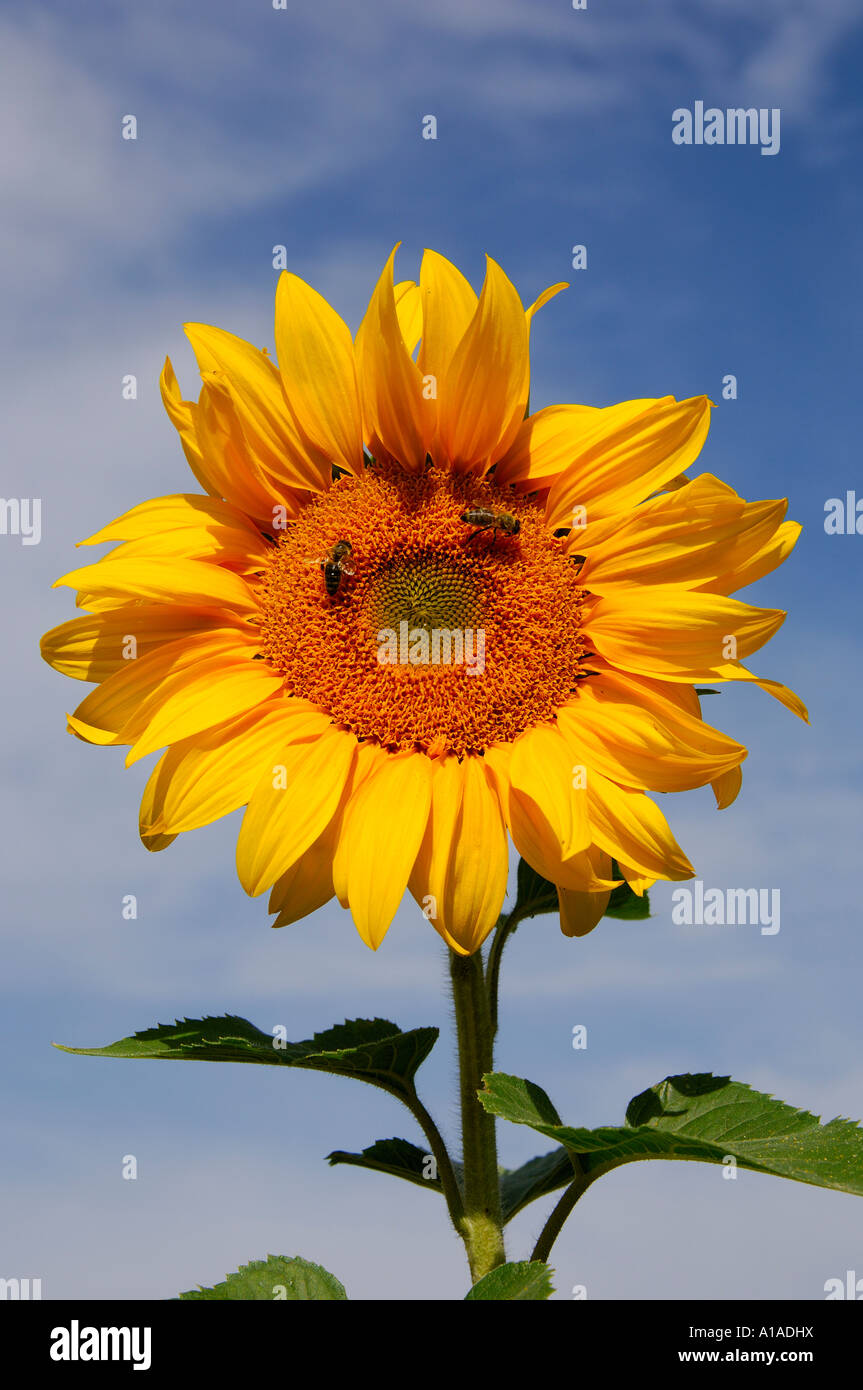 Helianthus annus inflorescence hi-res stock photography and images - Alamy