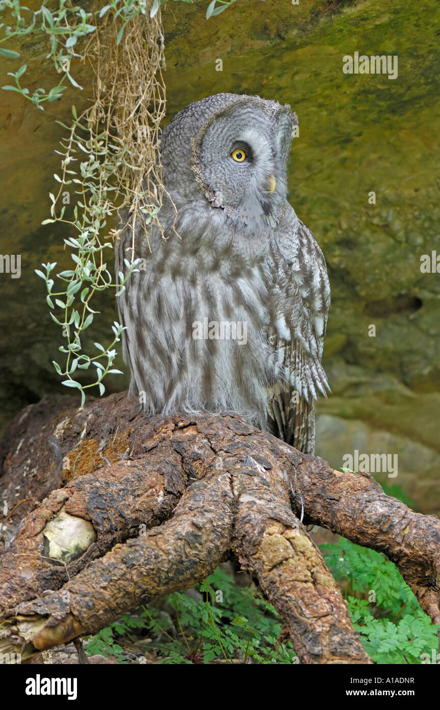 Great gray owl sitting hi-res stock photography and images - Alamy