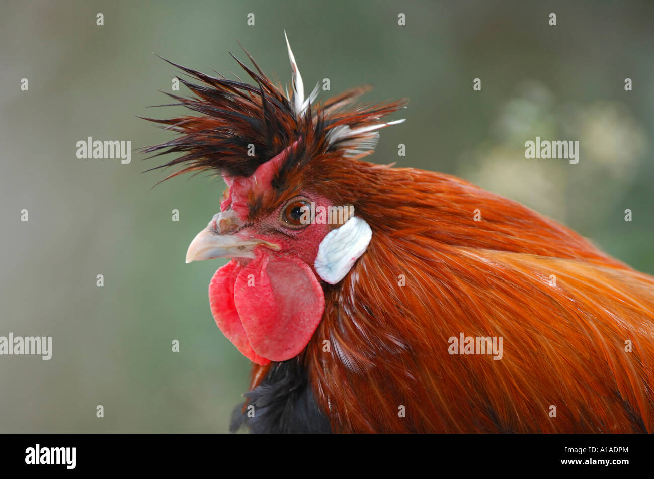 Portrait of a hen (Gallus gallus domesticus Stock Photo - Alamy