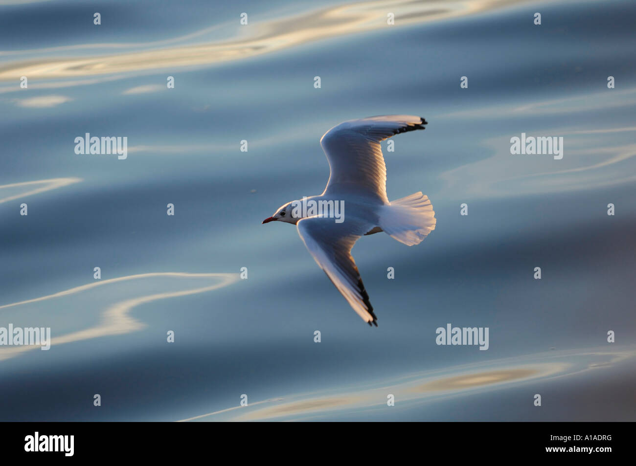 Black-headed gull (Larus ridibundus) in flight Stock Photo - Alamy