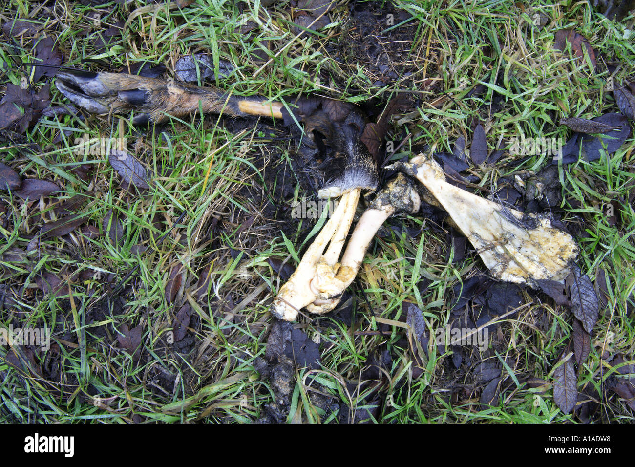 The death of a deer Stock Photo - Alamy