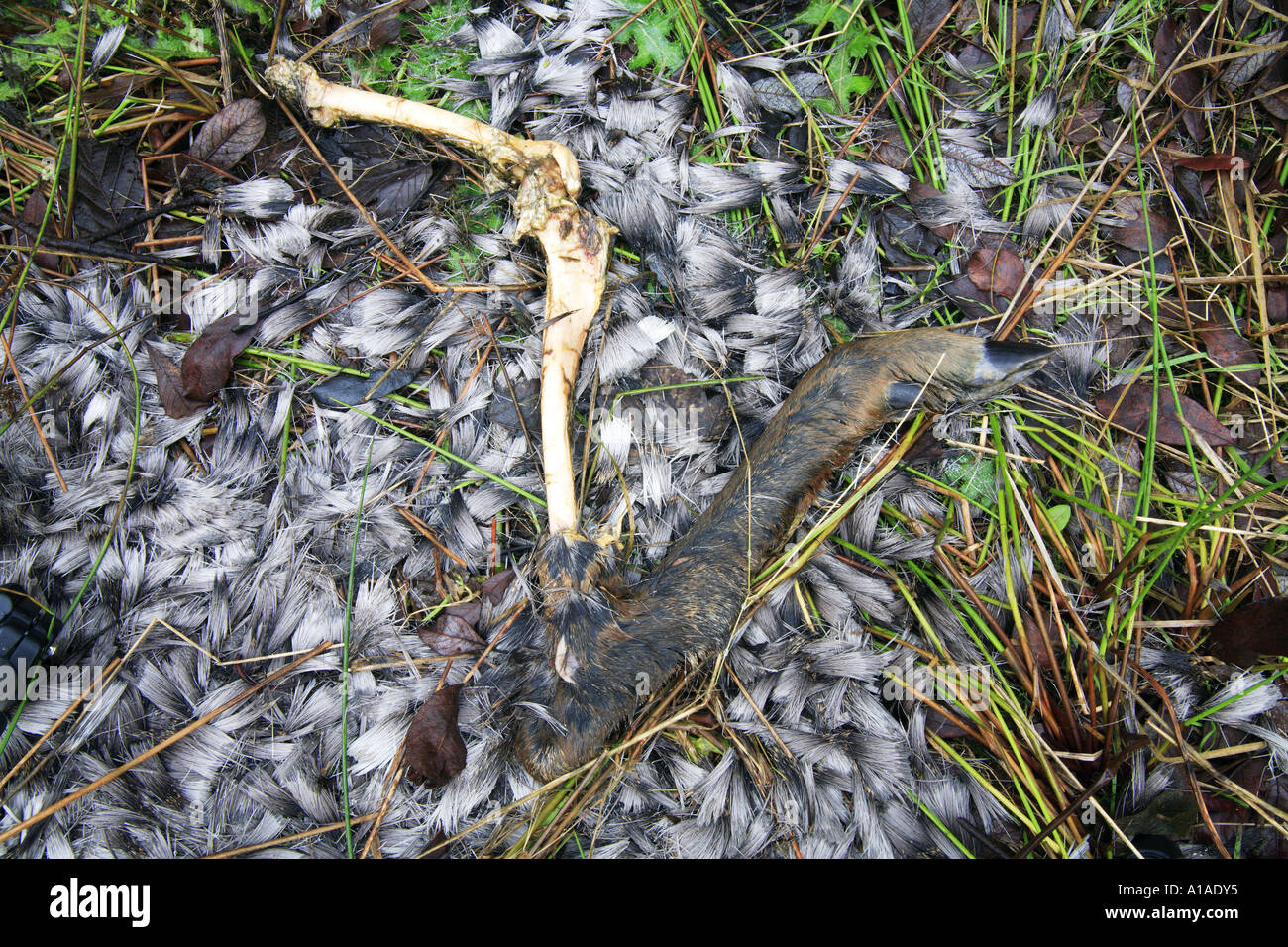 Deer bone leg hi-res stock photography and images - Alamy
