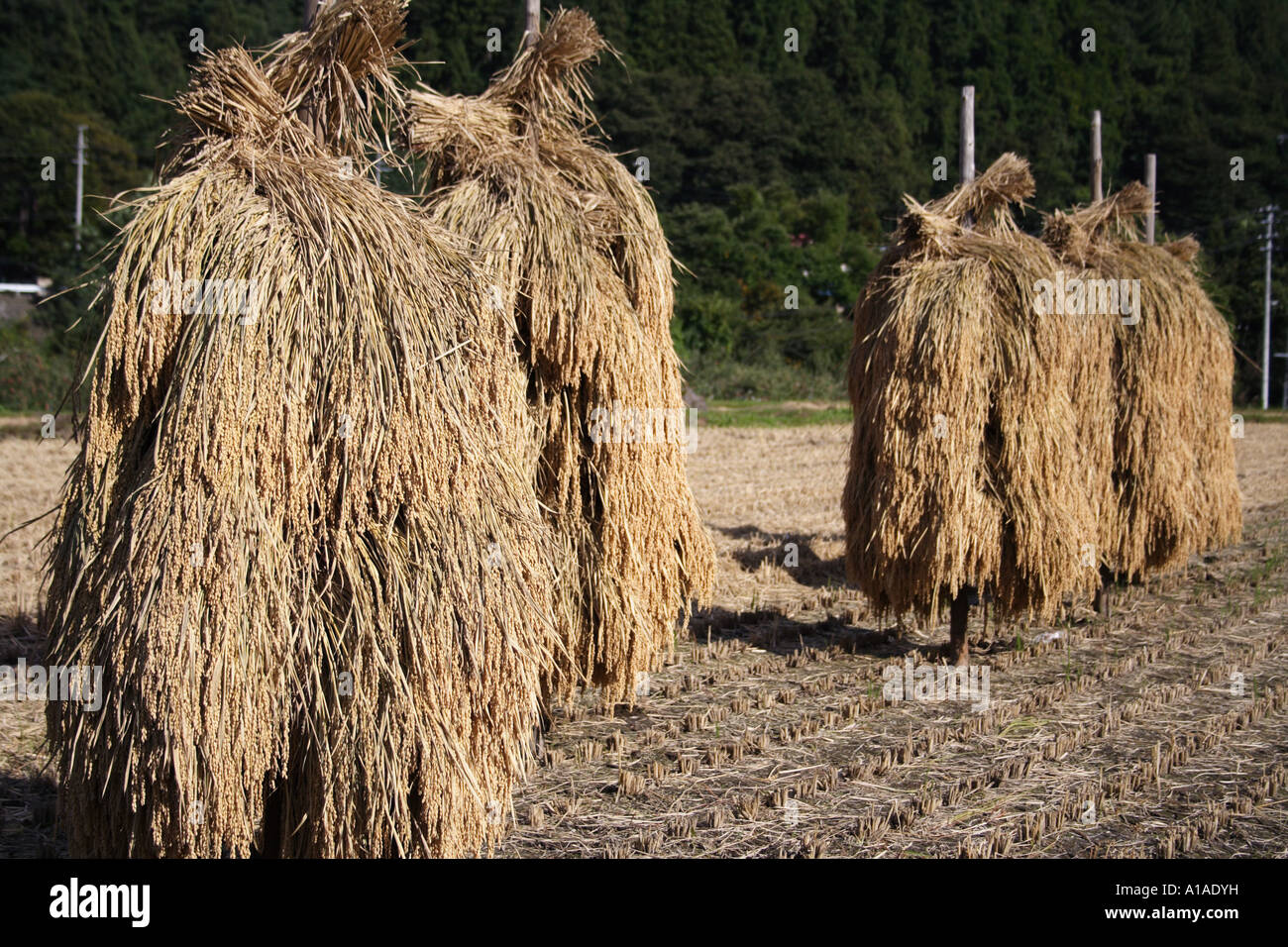 Harvested rice is hung up to dry on the fields, Japan Stock Photo - Alamy