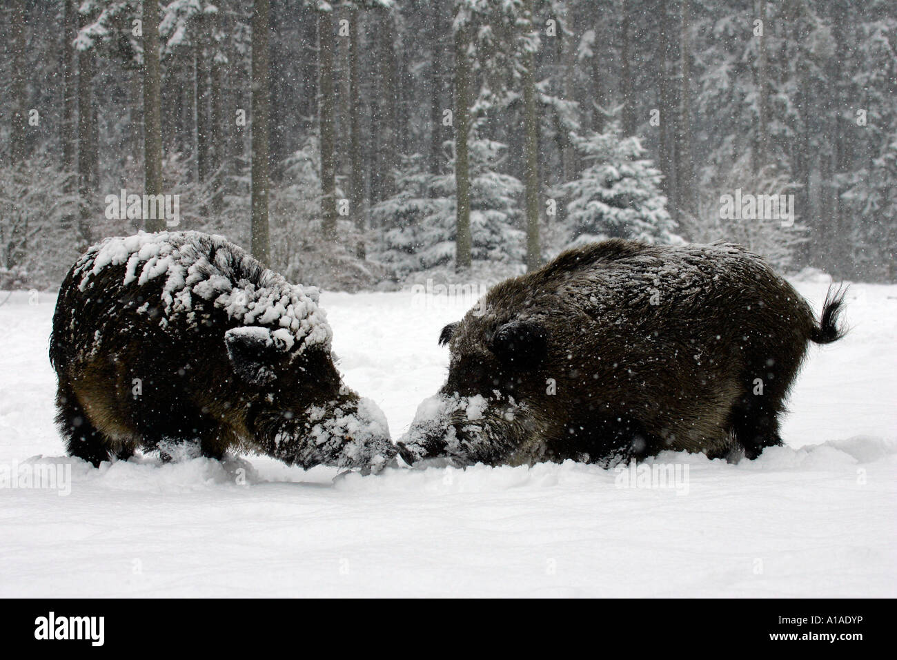 Wild boar in a winter forest at snow fall - boar and sow - male and ...