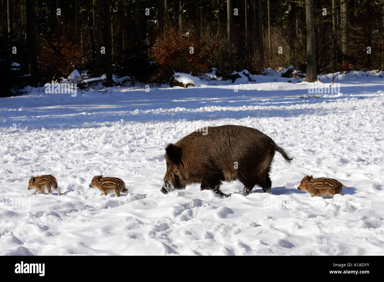 Wild sow with piglets in the snow (Sus scrofa Stock Photo - Alamy