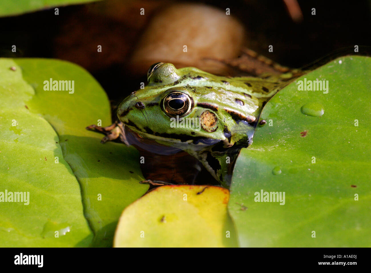 European Edible Frog sitting in a pond between water lily leaves (Rana ...