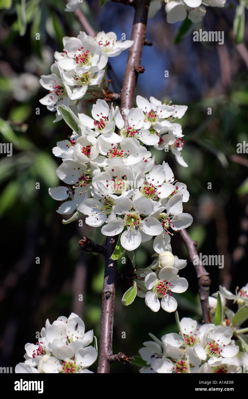 Blooming willow leafed pear (Pyrus salicifolia Pendula Stock Photo - Alamy