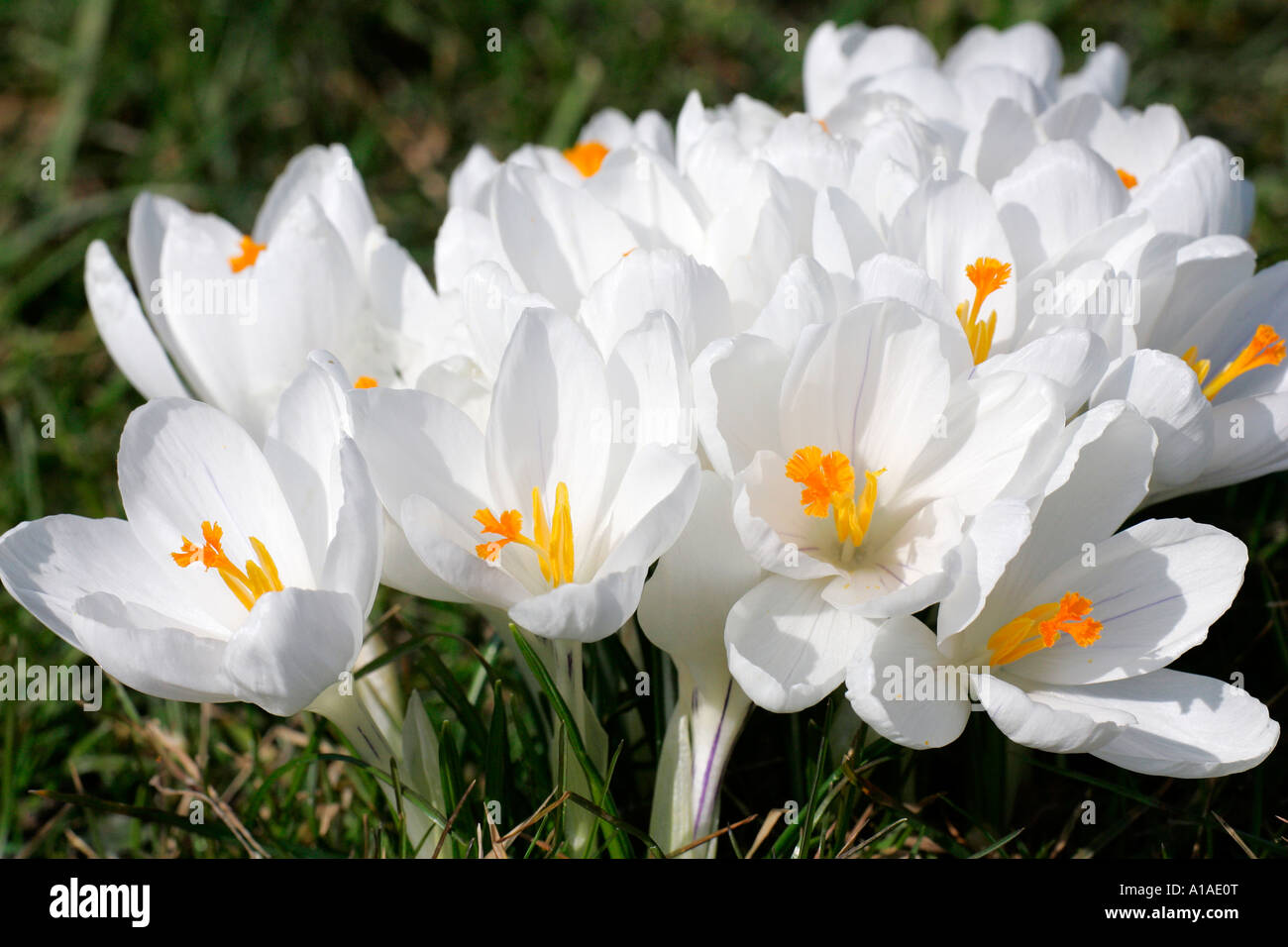 Dutch Crocus (Crocus vernus albiflorus Stock Photo - Alamy