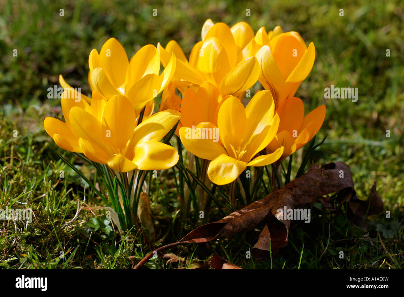 Yellow Crocus (Crocus flavus Stock Photo - Alamy