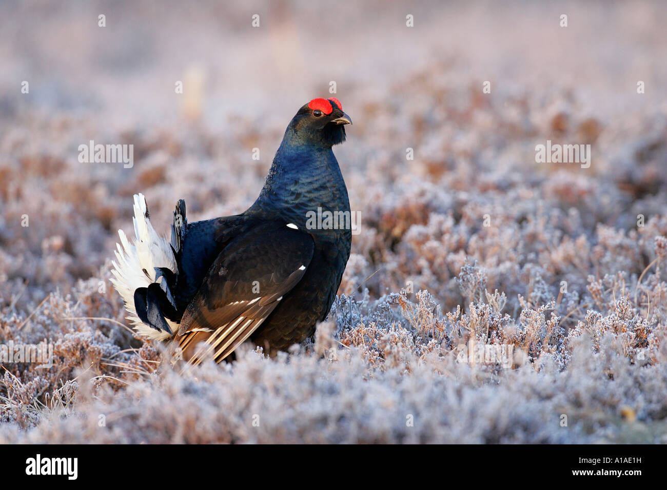 Male black grouse - blackcock (Lyrurus tetrix - Tetrao tetrix Stock ...
