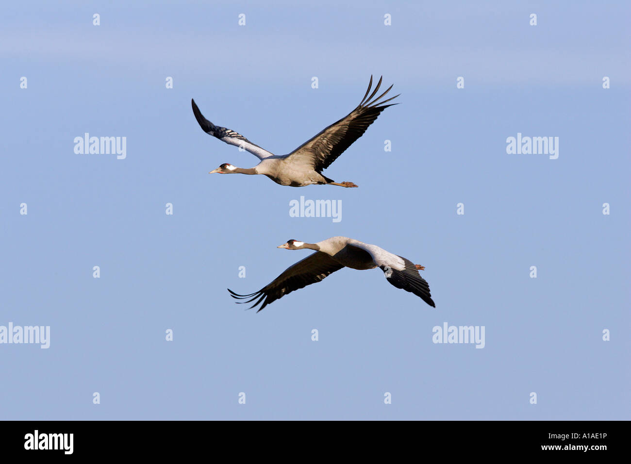 Couple of flying cranes (Common Cranes) (Grus grus Stock Photo - Alamy