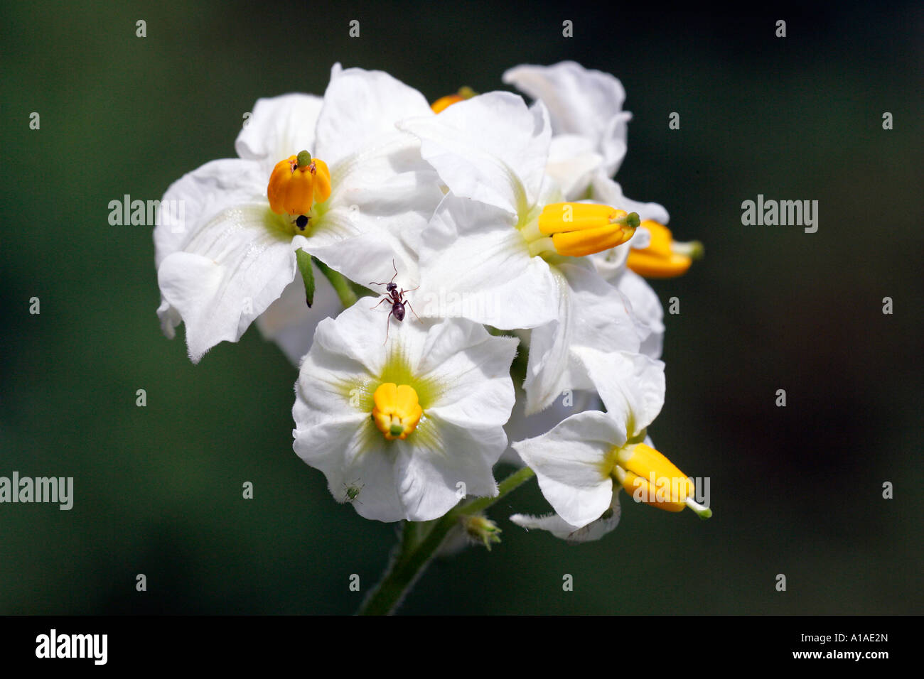 Blooming potato-plant (Solanum tuberosum Stock Photo - Alamy
