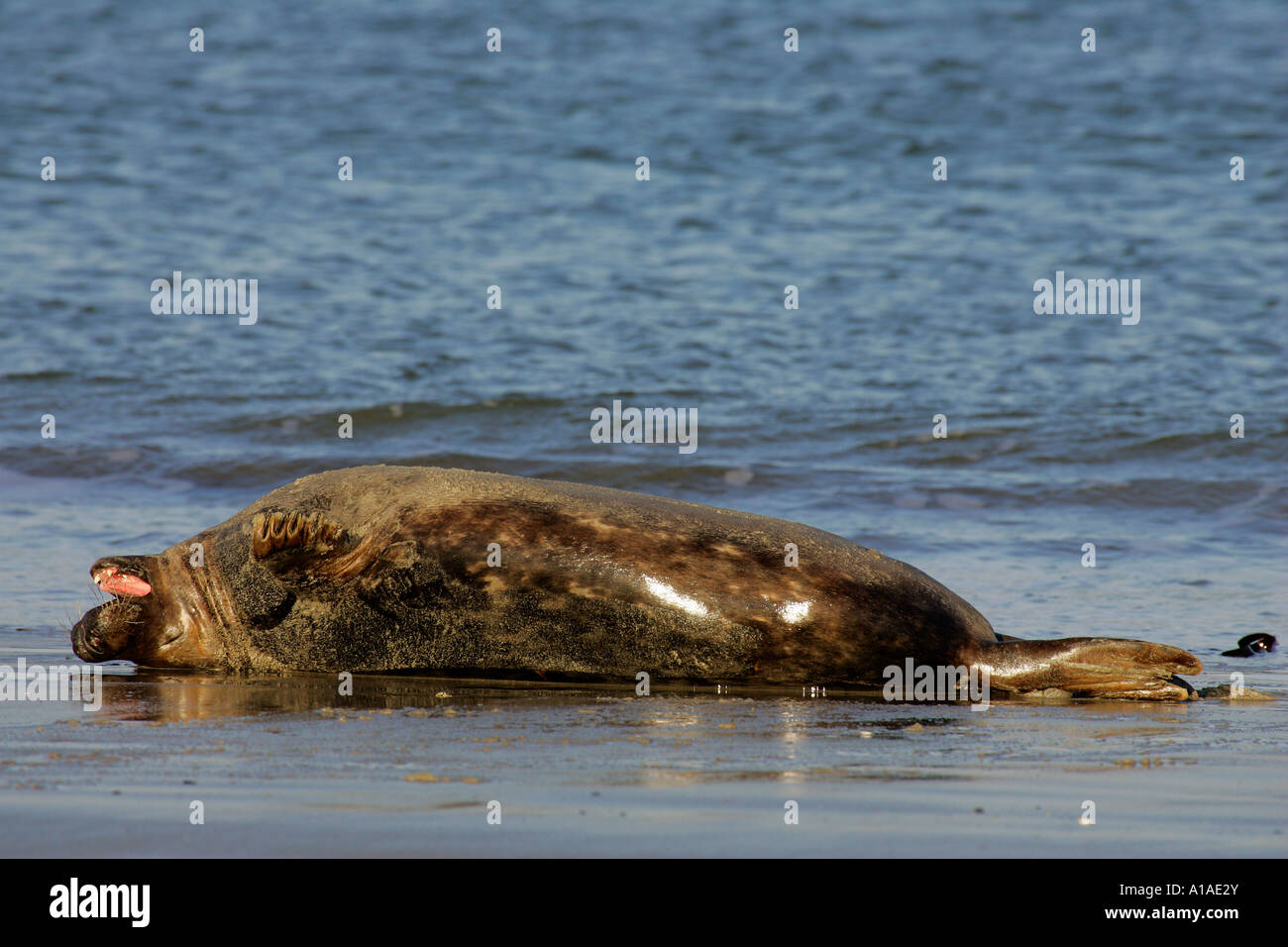 Gray seal lying at the beach on its back taking a sunbathe (Halichoerus ...
