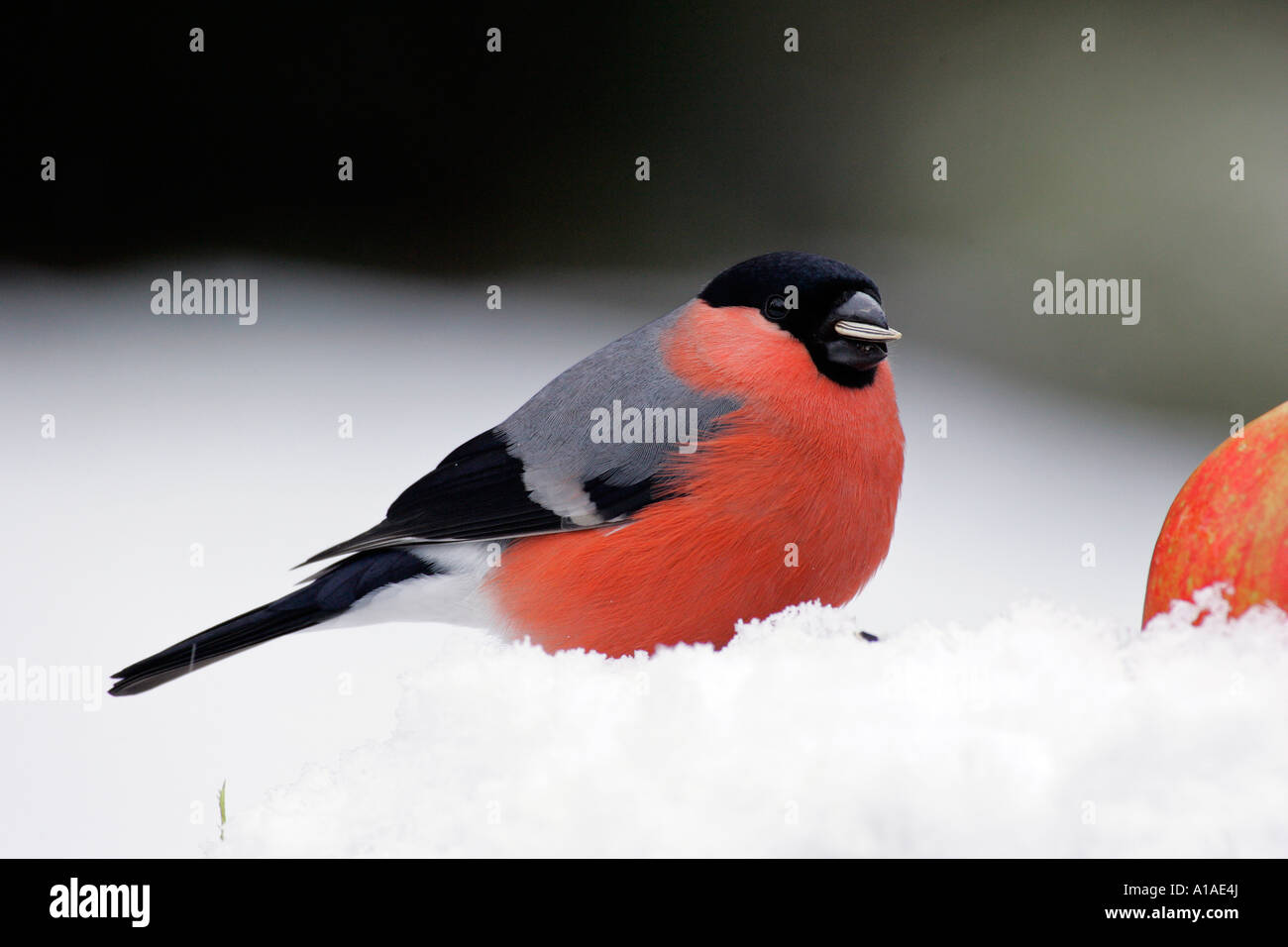 Eurasian bullfinch - male (Pyrrhula pyrrhula Stock Photo - Alamy