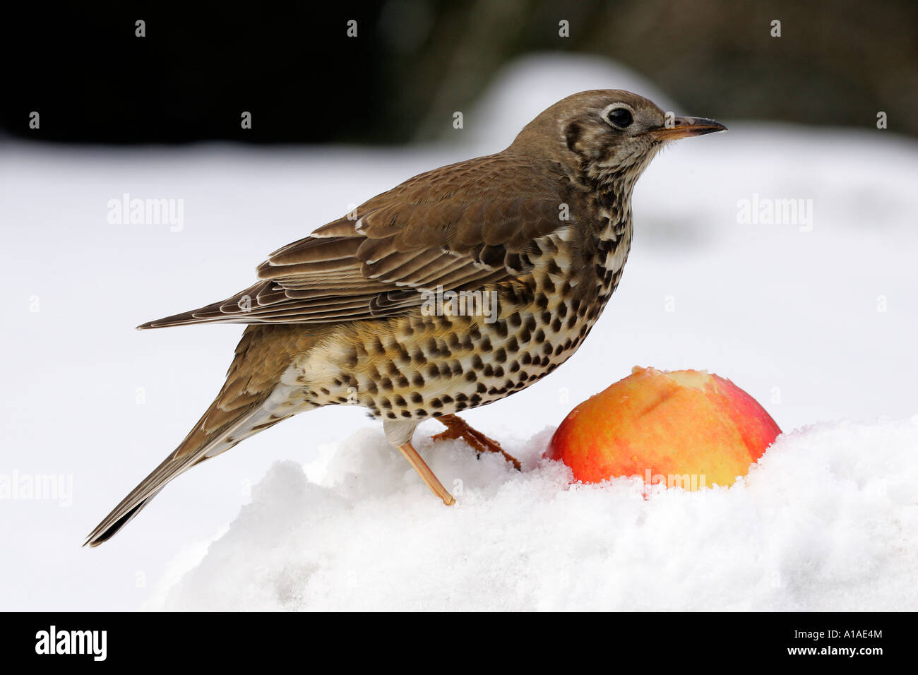 Mistle trush hi-res stock photography and images - Alamy