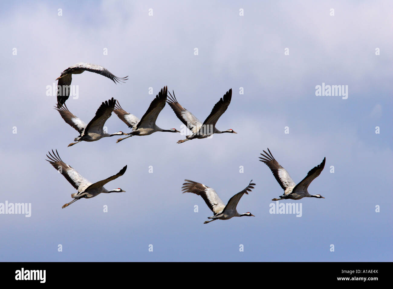 Flying cranes (Common Cranes) (Grus grus Stock Photo - Alamy