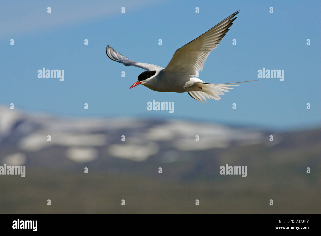 Flying Arctic Tern (Sterna paradisaea Stock Photo - Alamy
