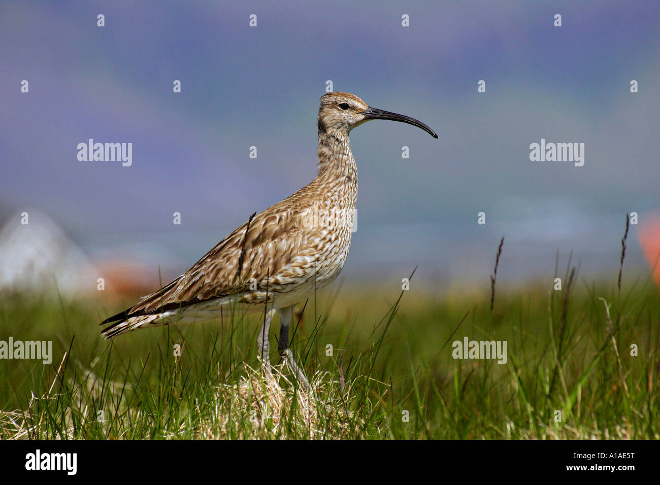 Iceland whimbrels hi-res stock photography and images - Alamy