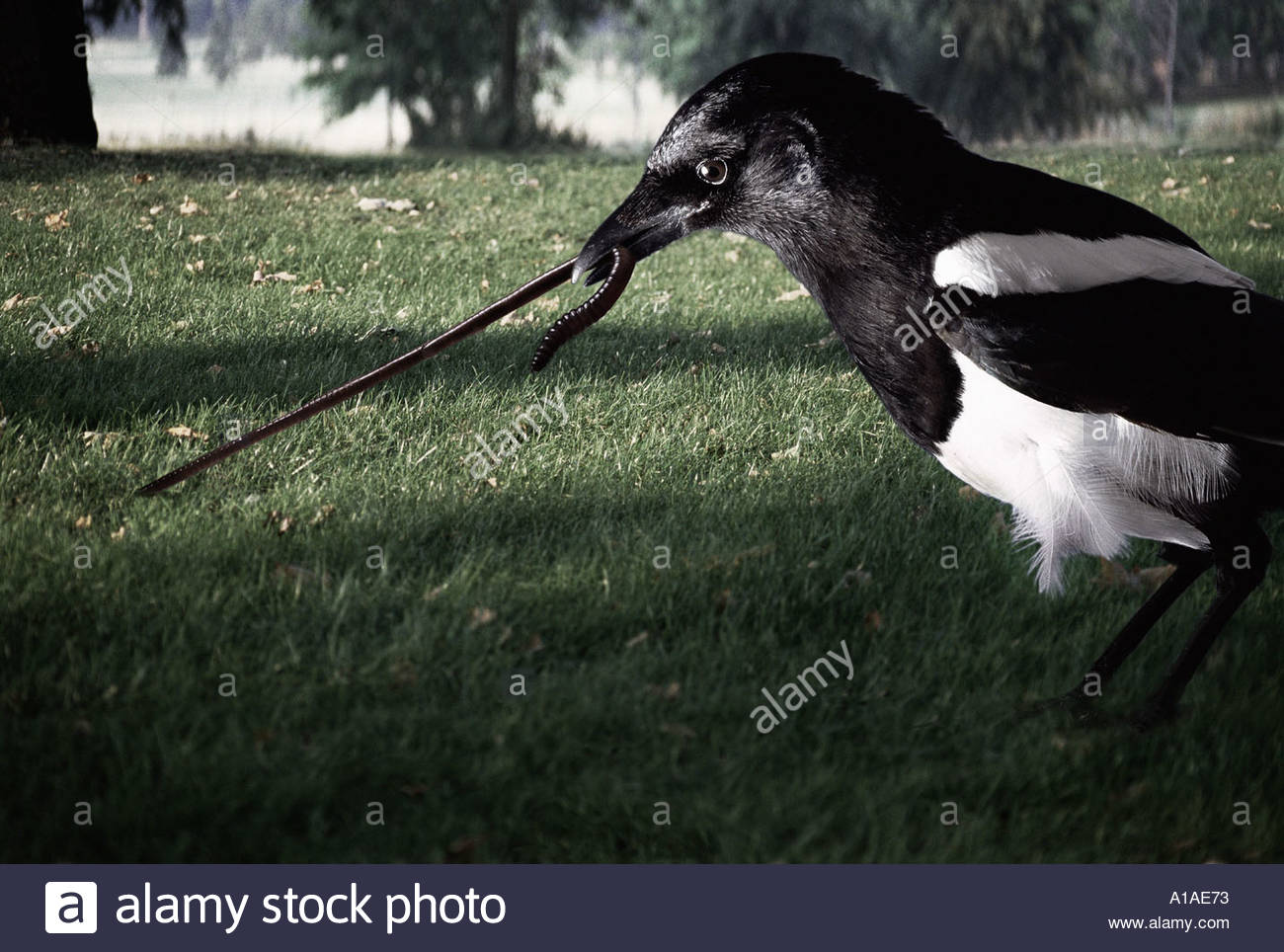 Bird Pulling Worm Stock Photos & Bird Pulling Worm Stock Images - Alamy