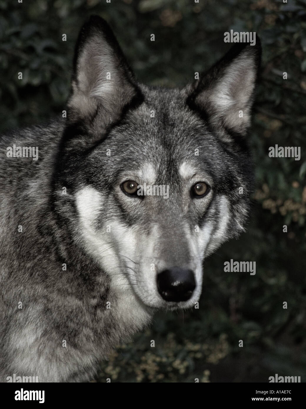 Silver Wolf High Resolution Stock Photography and Images - Alamy
