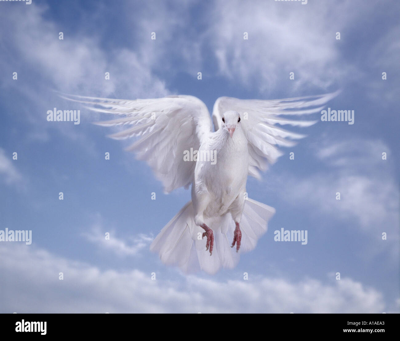 Peace dove hi-res stock photography and images - Alamy