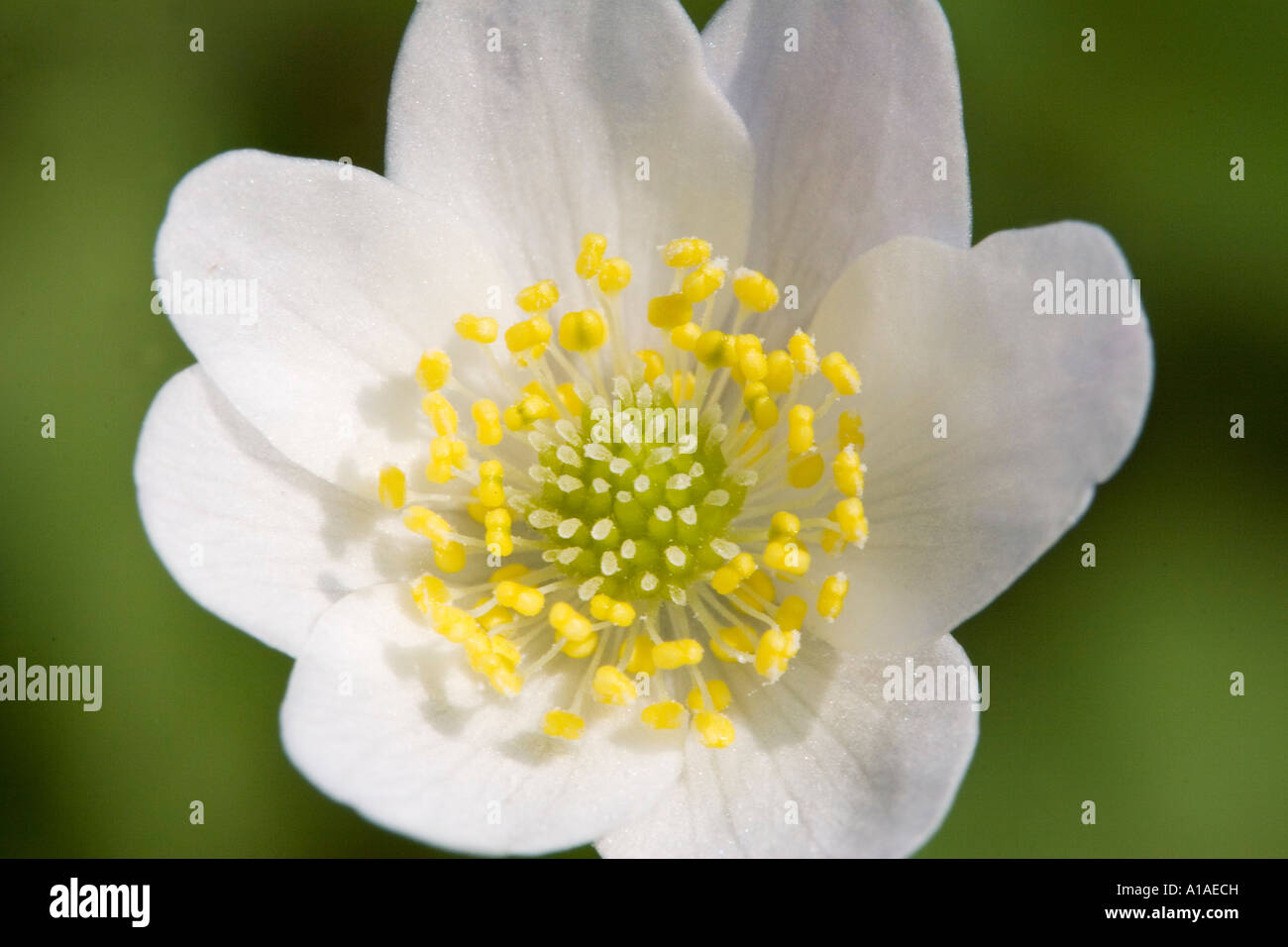 Close-up of a wood anemone (Anemone nemorosa Stock Photo - Alamy