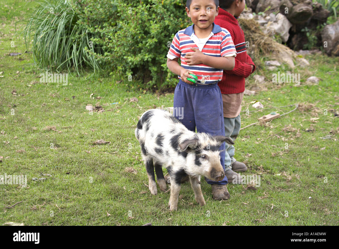 GUATEMALA CAPELLANIA Indigenous Maya Quiche brothers with their pig ...