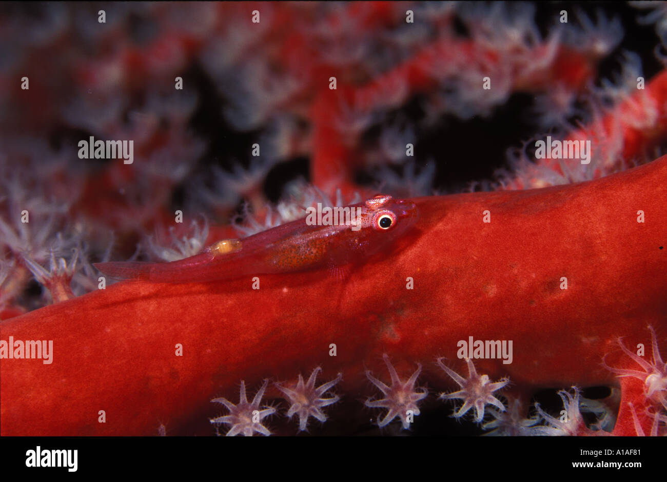 Parasitic Fish Isopod High Resolution Stock Photography and Images - Alamy