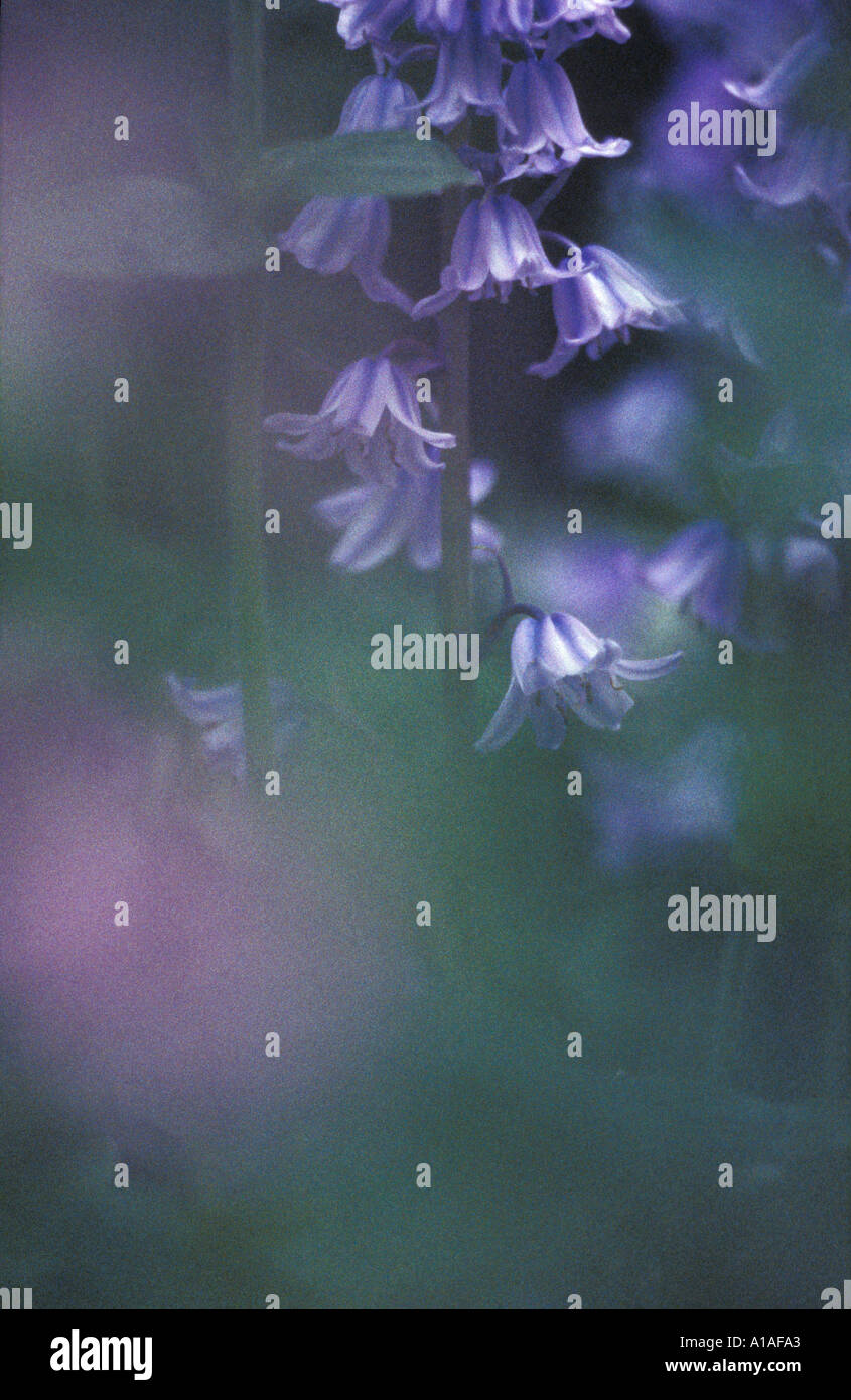 Blue Bells Batcombe Dorset UK Stock Photo - Alamy