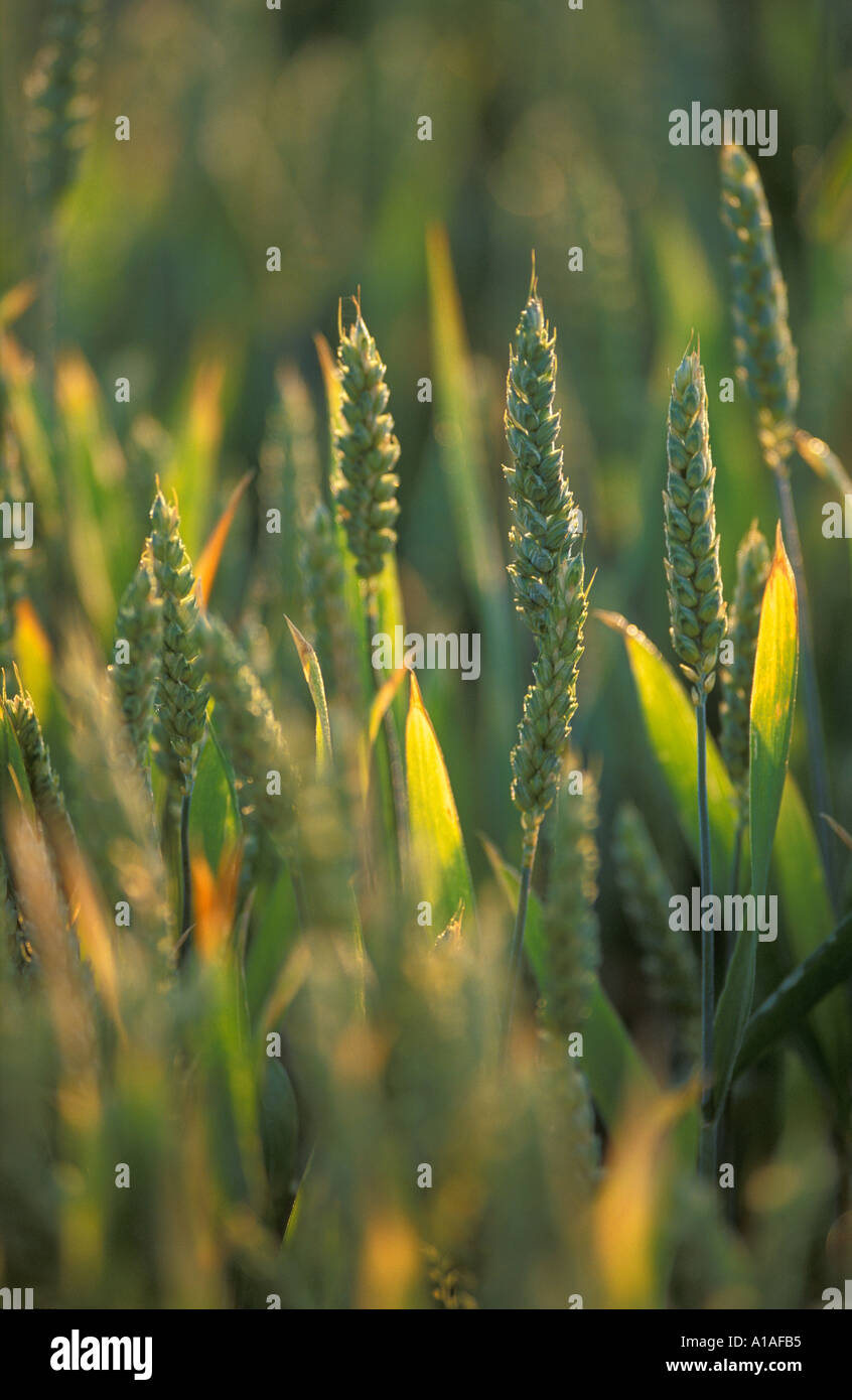 France flanders hi-res stock photography and images - Alamy